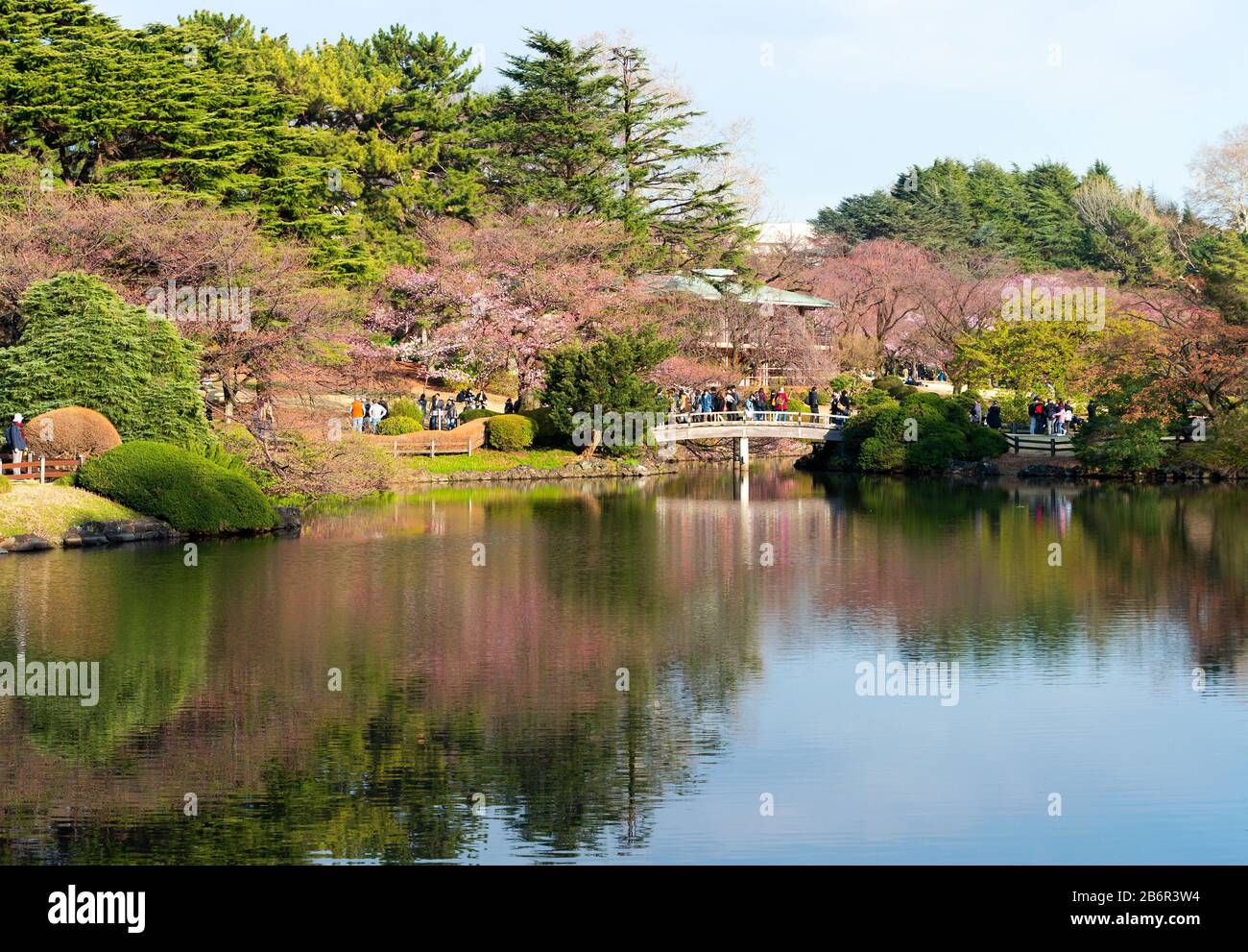 Pond reflections at Shinjuku Gyoen Park in spring, the cherry blossom ...