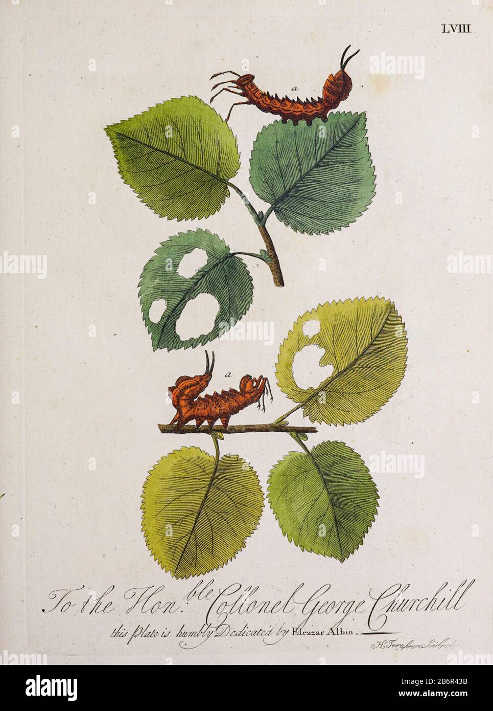 A Natural History of ENGLISH INSECTS. Illustrated with A Hundred COPPER ...