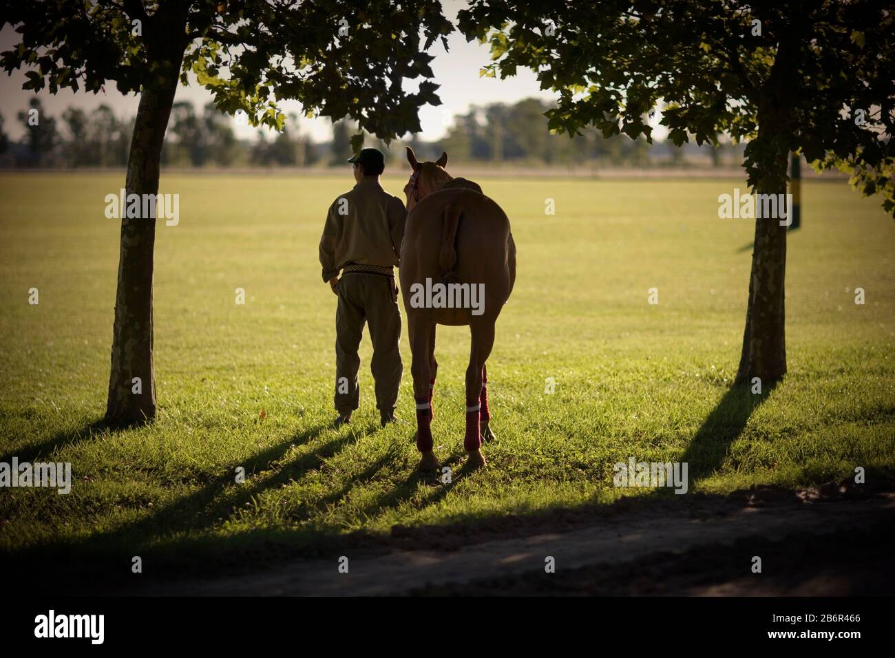 Striding horse hi-res stock photography and images - Alamy