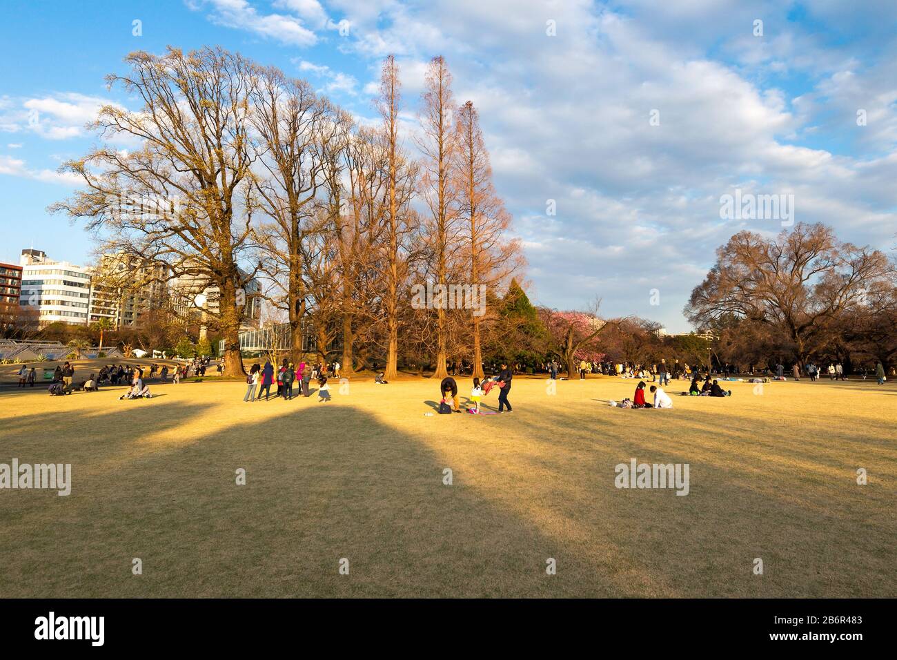 Multiple Japanese families enjoying a sunny late afternoon in Gyoen ...