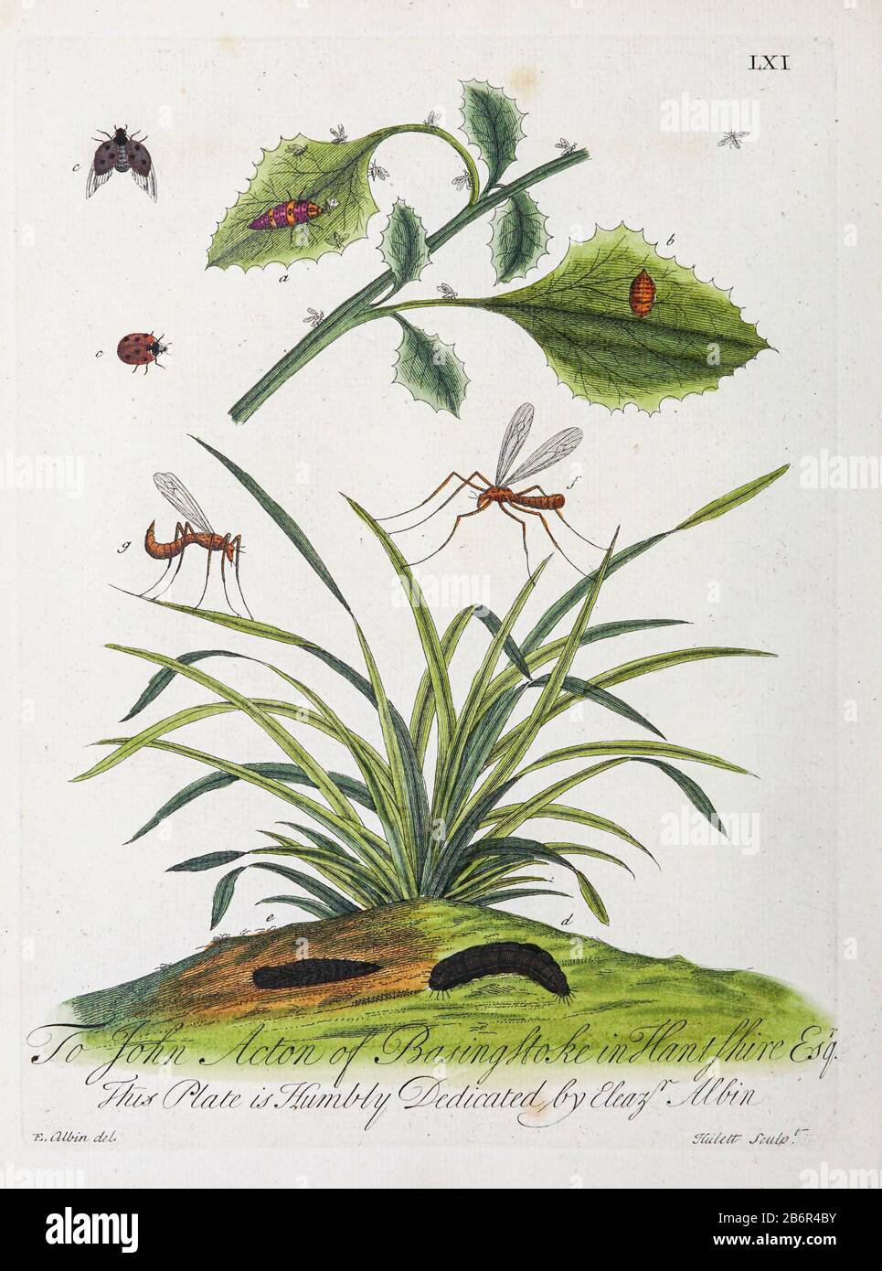 Copper coloured butterfly hi-res stock photography and images - Alamy