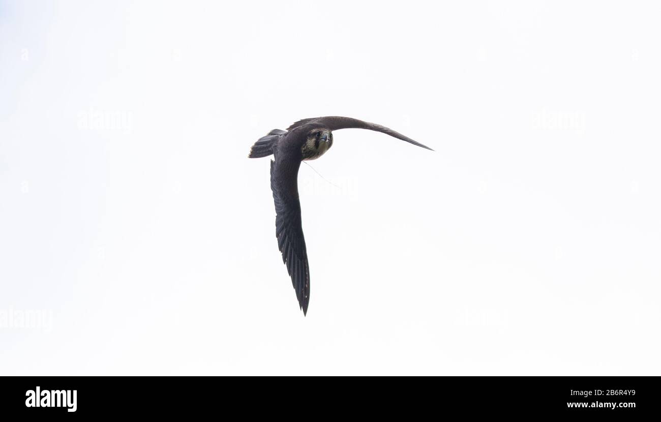 Peregrine lanner falcon cross hi-res stock photography and images - Alamy