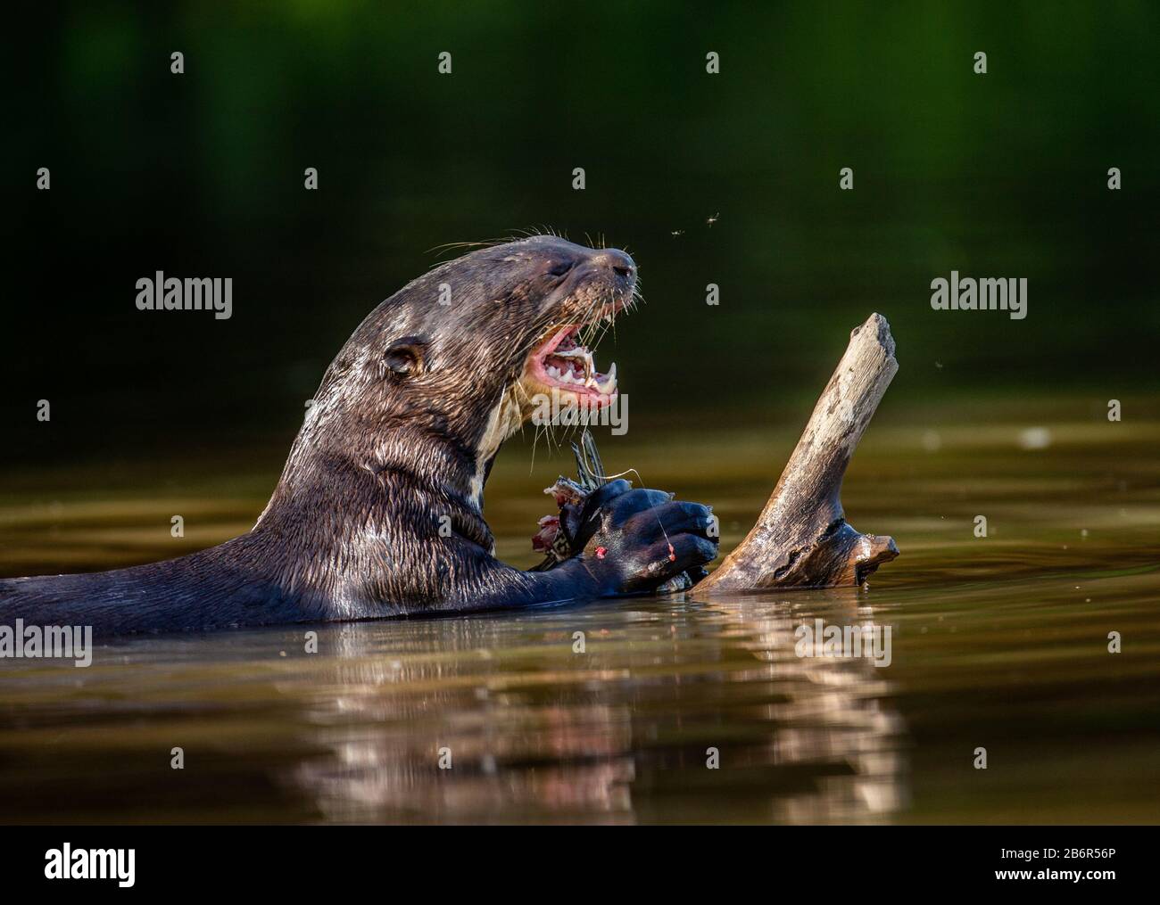 Giant otter is eating fish in water. Close-up. Brazil. Pantanal ...