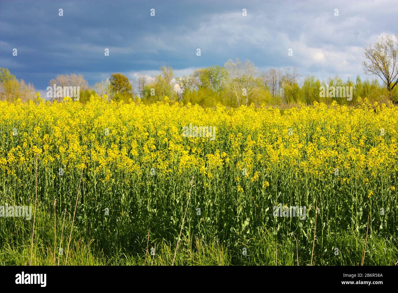 Riverbed weeds hi-res stock photography and images - Alamy