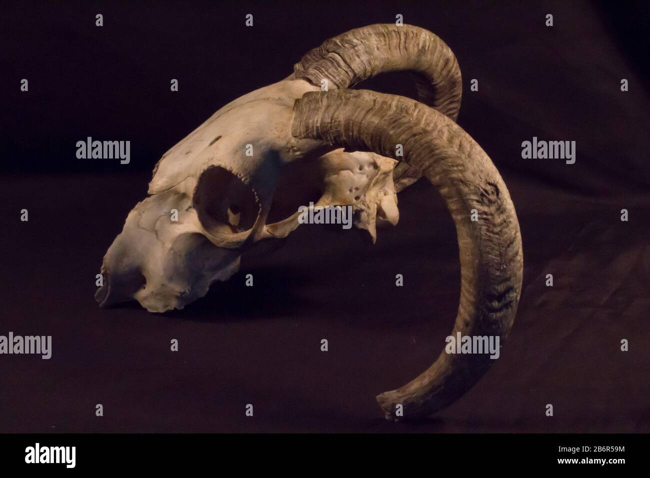 Horror scary death dead sheep hi-res stock photography and images - Alamy