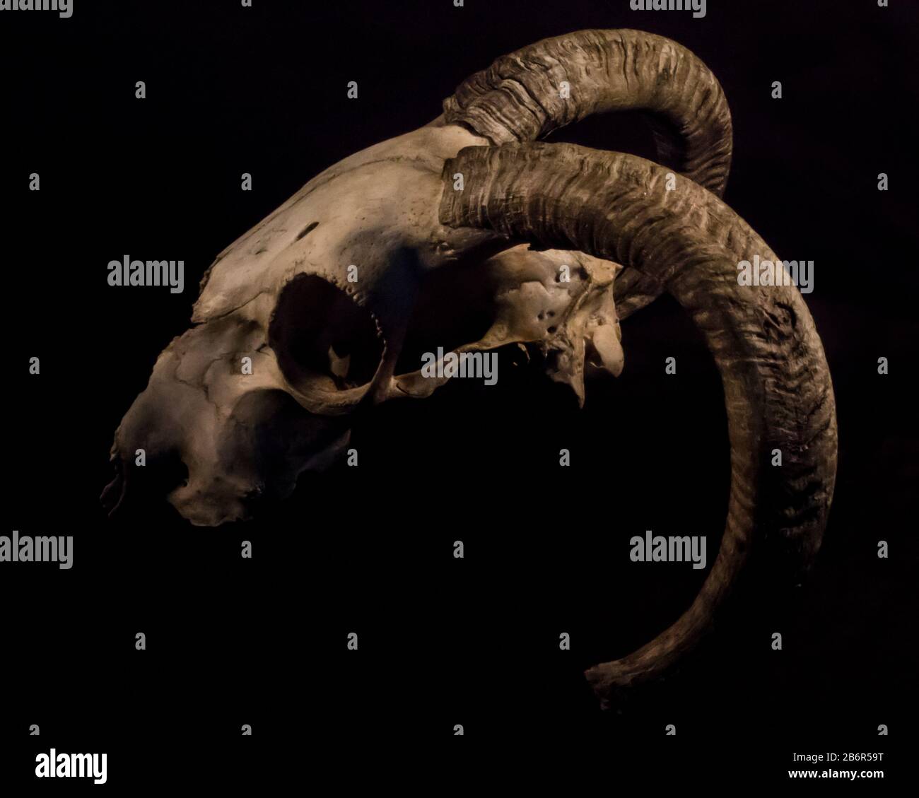 Close up of a rams skull against a dark background for a very sinister ...