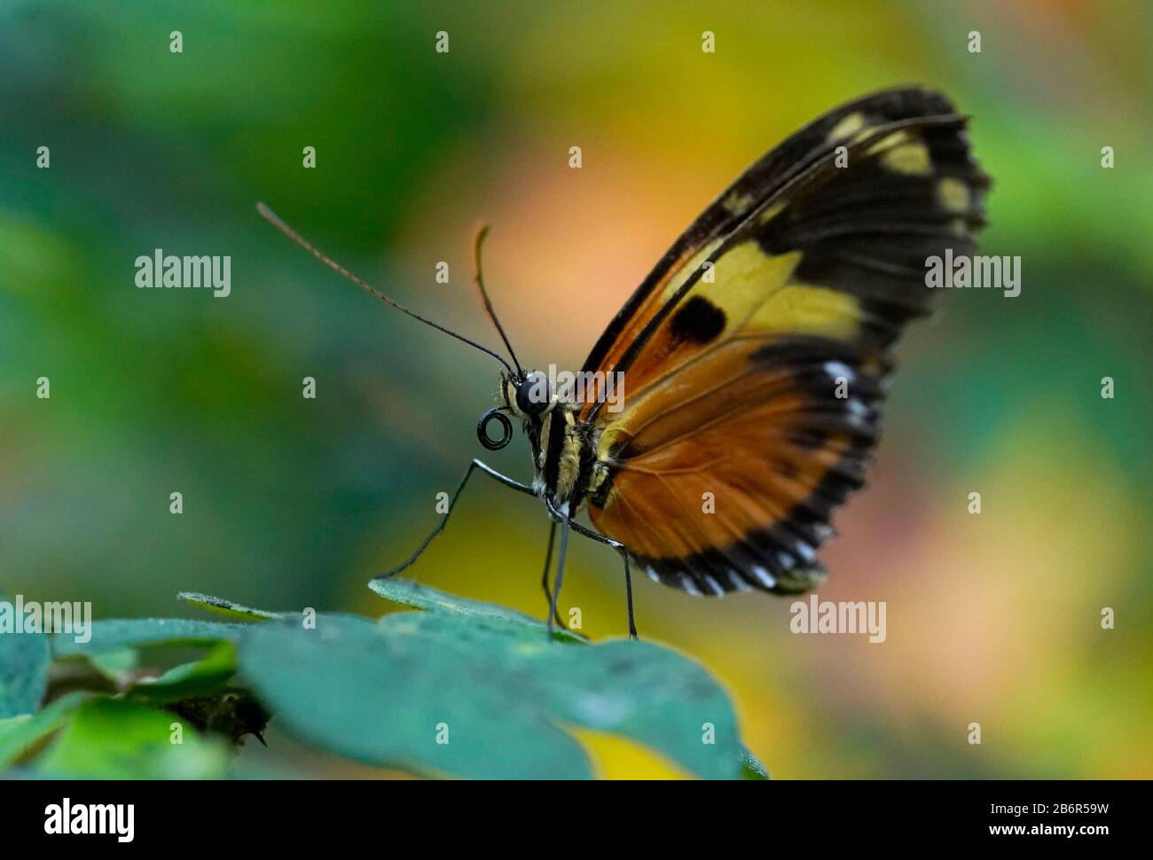 Phoenix the tiger hi-res stock photography and images - Alamy