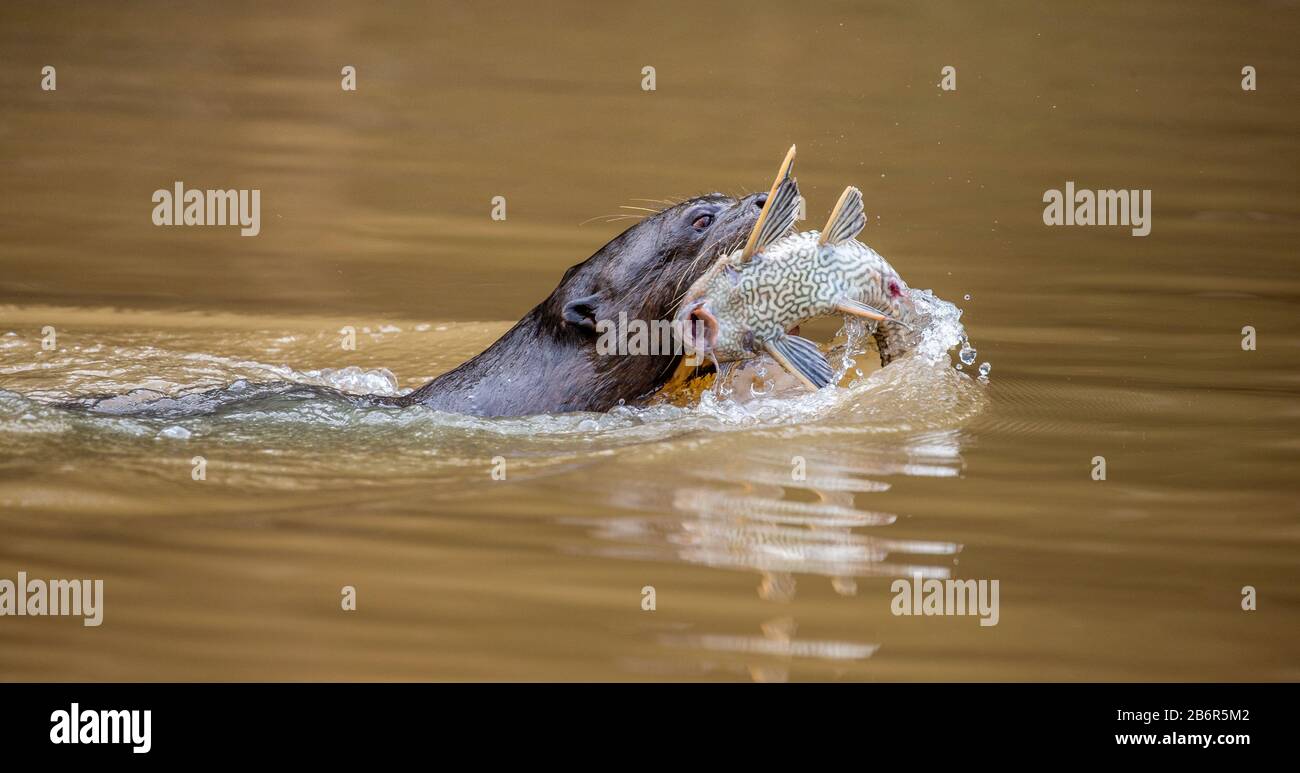 Otter teeth hi-res stock photography and images - Alamy