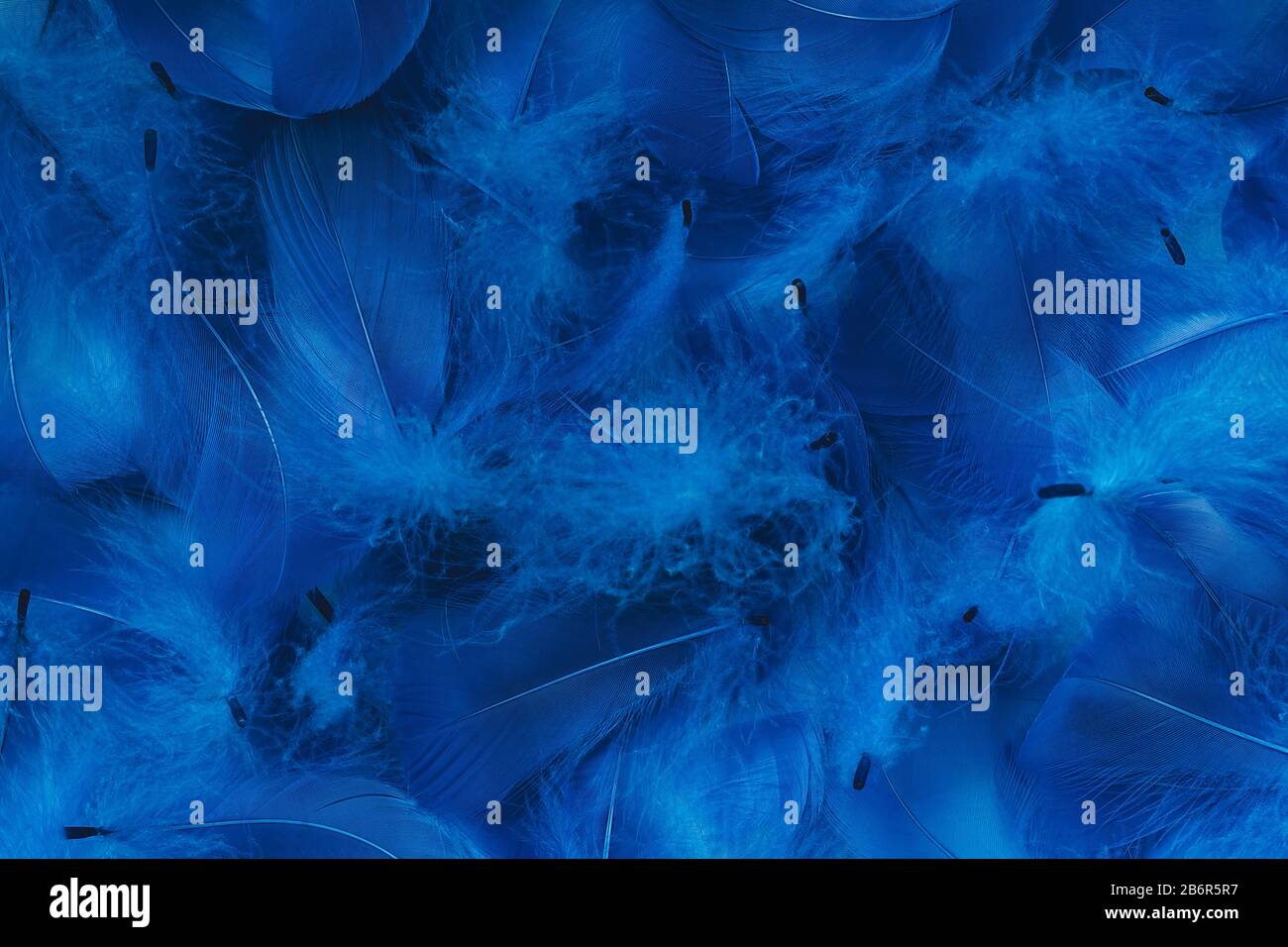 Dark blue feathers hi-res stock photography and images - Alamy