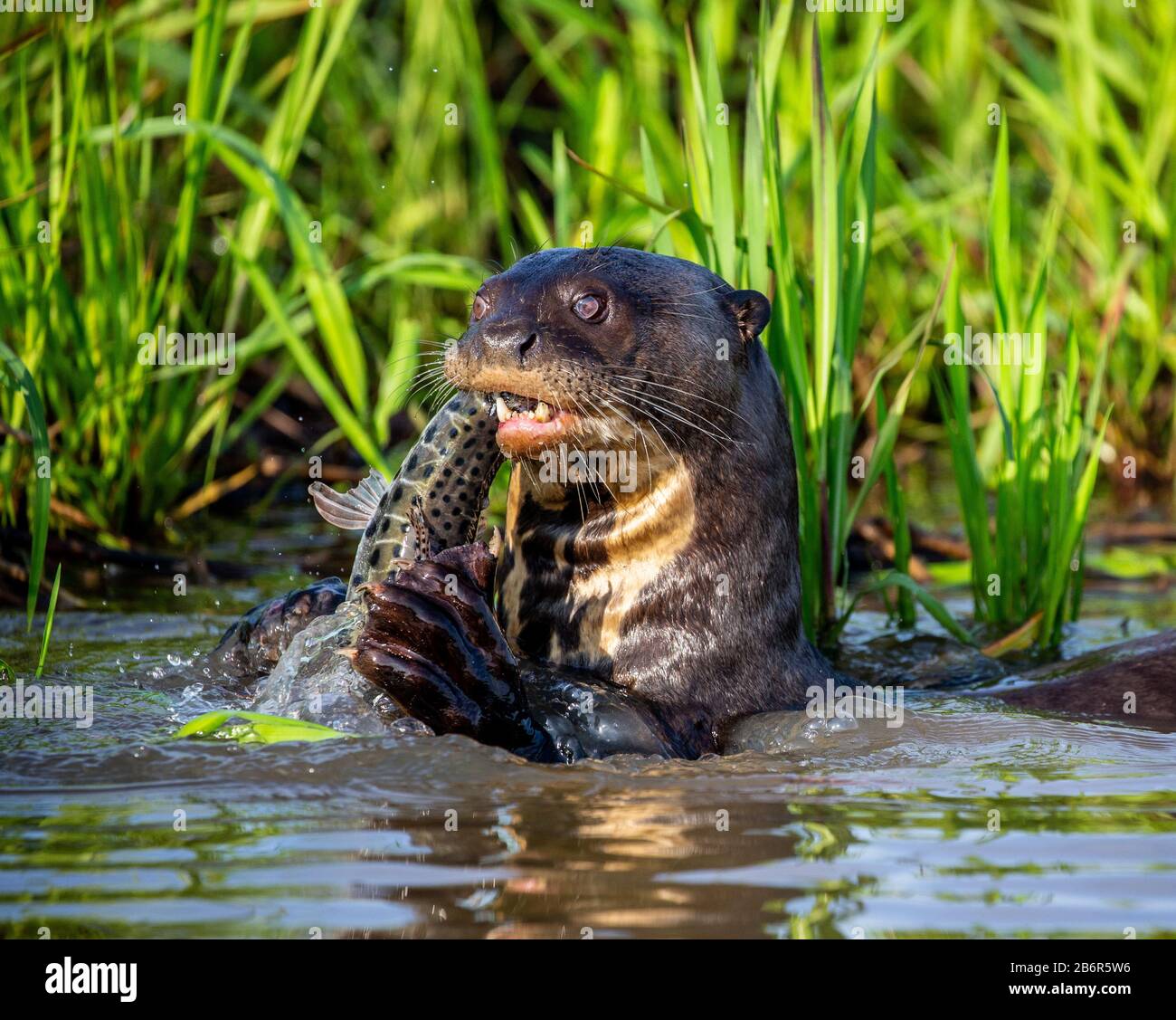 Giant otter is eating fish in water. Close-up. Brazil. Pantanal ...