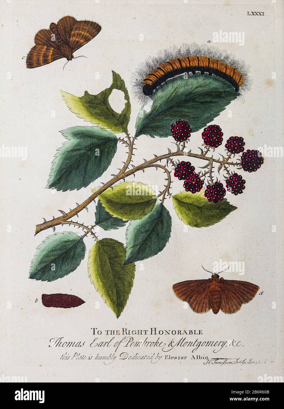 A Natural History of ENGLISH INSECTS. Illustrated with A Hundred COPPER ...