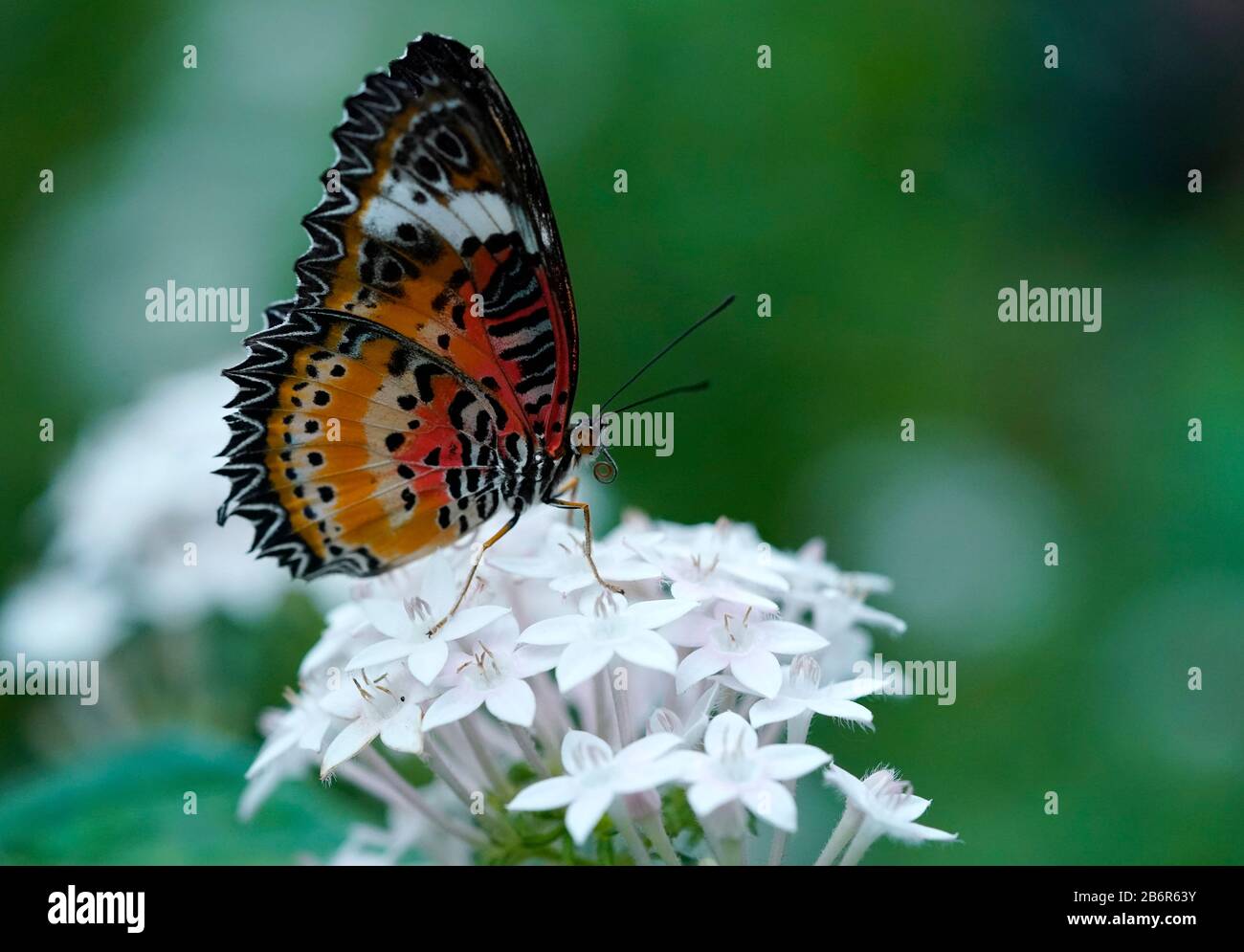 A Leopard Lacewing butterfly is seen in Phoenix, Arizona Stock Photo ...