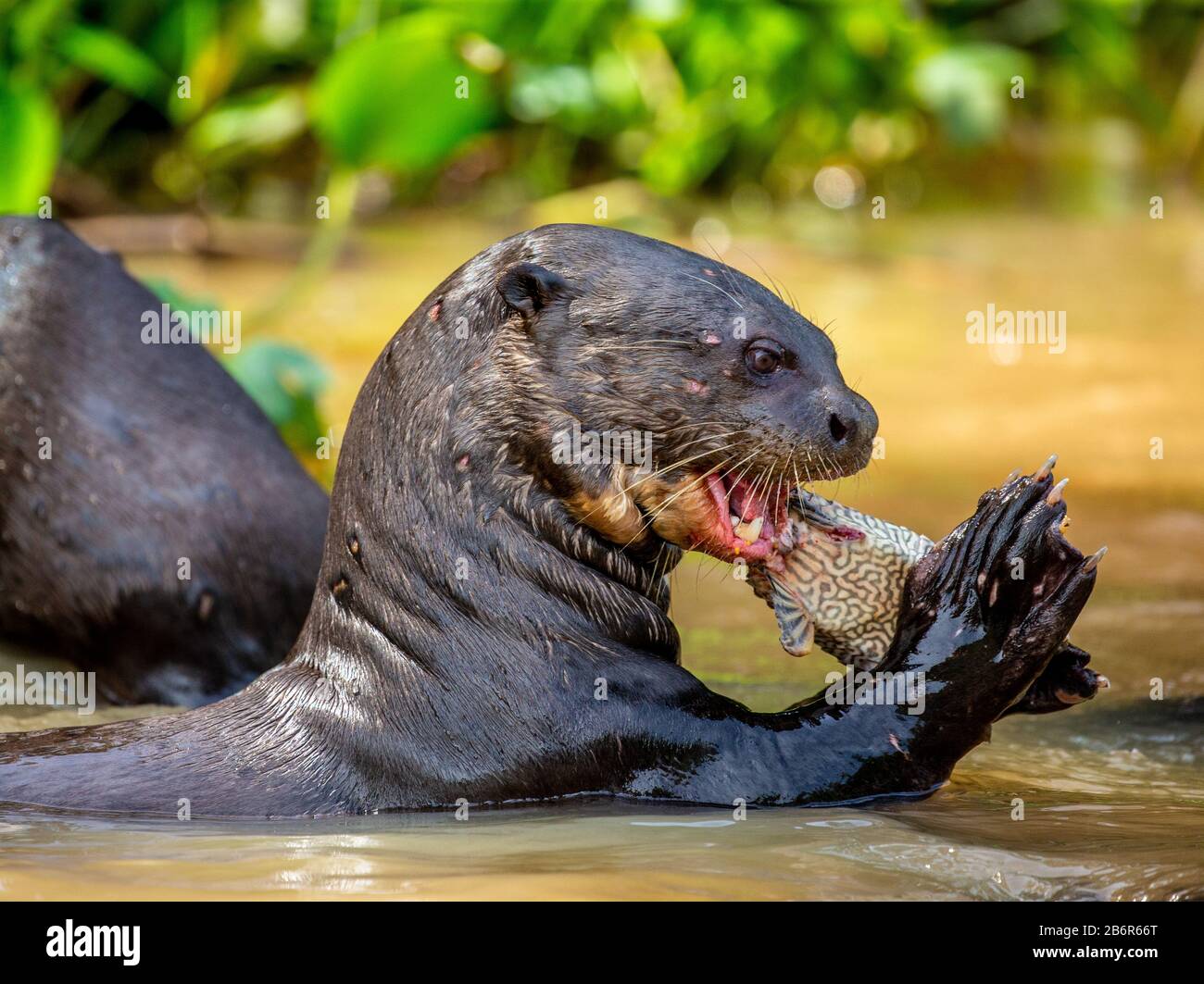 Giant otter is eating fish in water. Close-up. Brazil. Pantanal ...