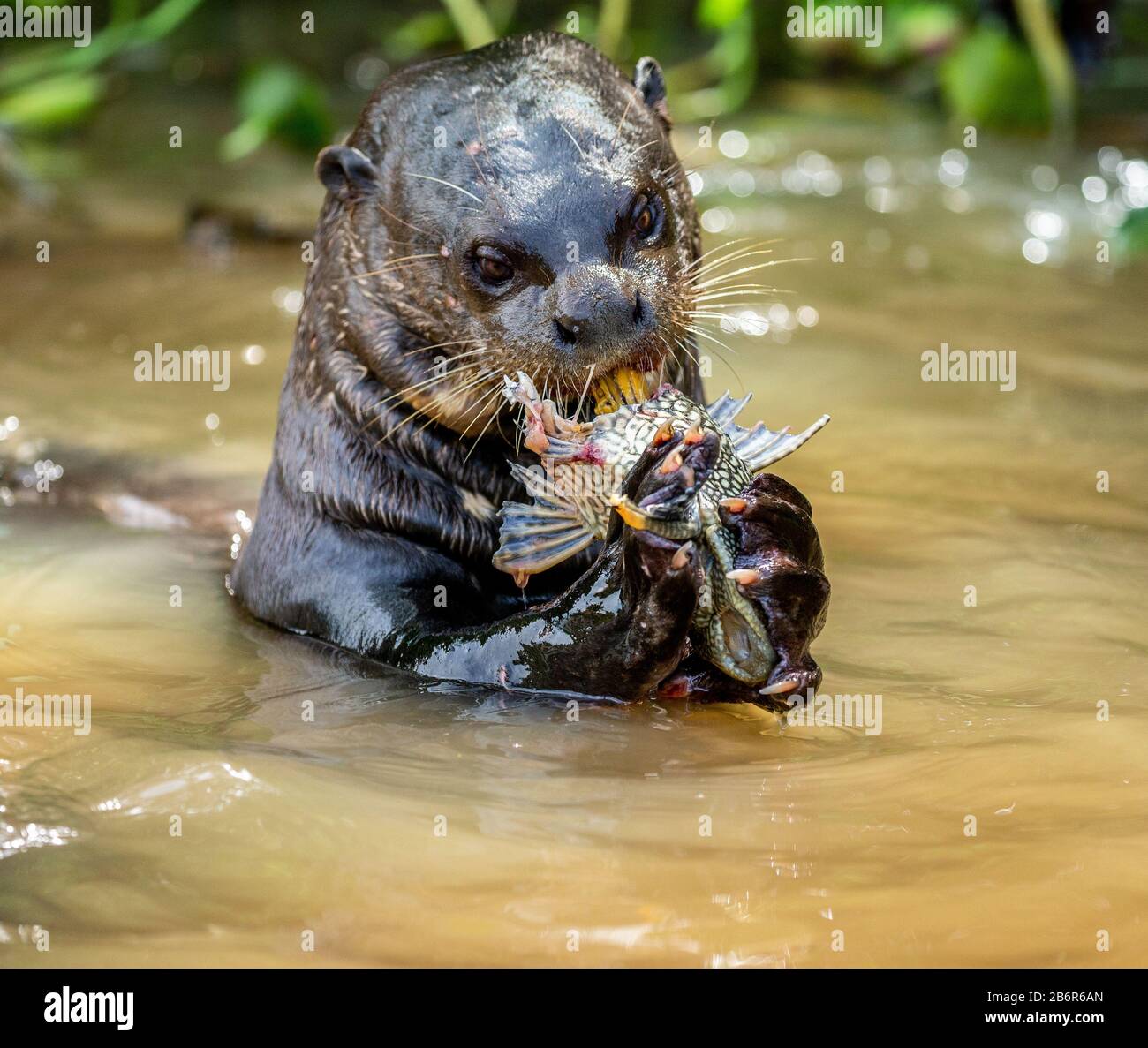 Giant otter is eating fish in water. Close-up. Brazil. Pantanal ...