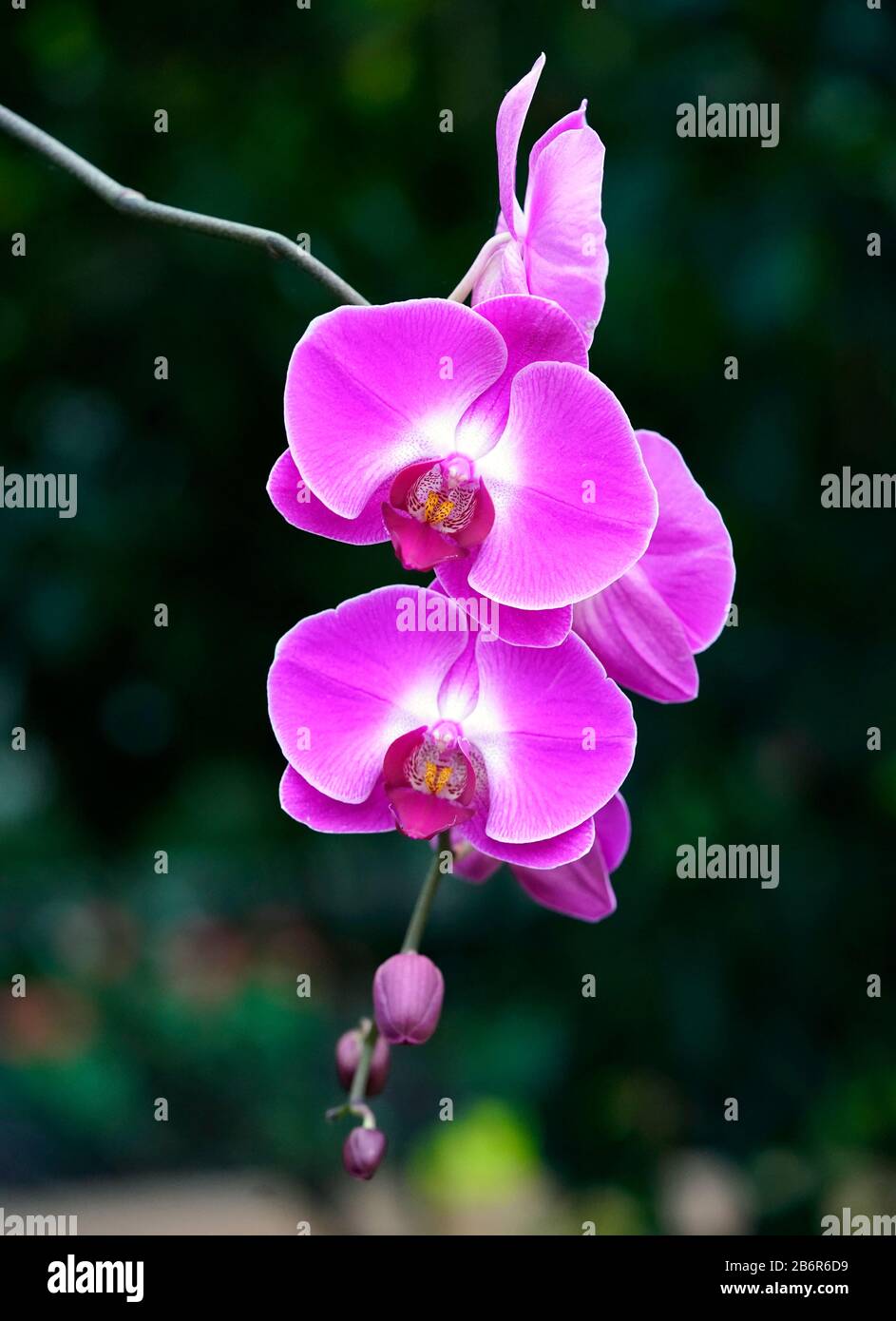 An Orchid is is seen in Phoenix, Arizona Stock Photo - Alamy