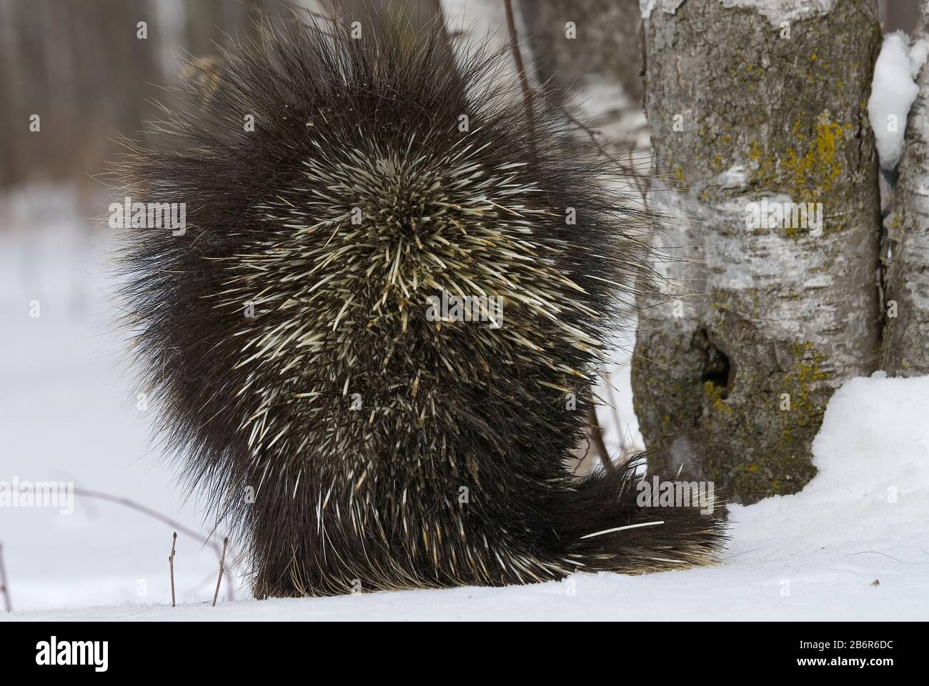 Porcupine quill hi-res stock photography and images - Alamy