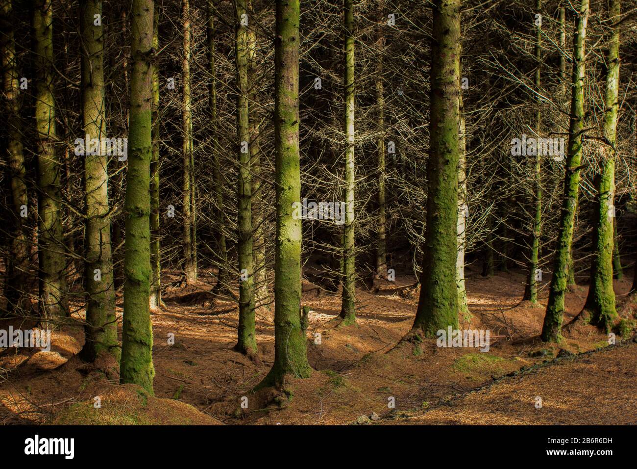 Scottish pine hi-res stock photography and images - Alamy