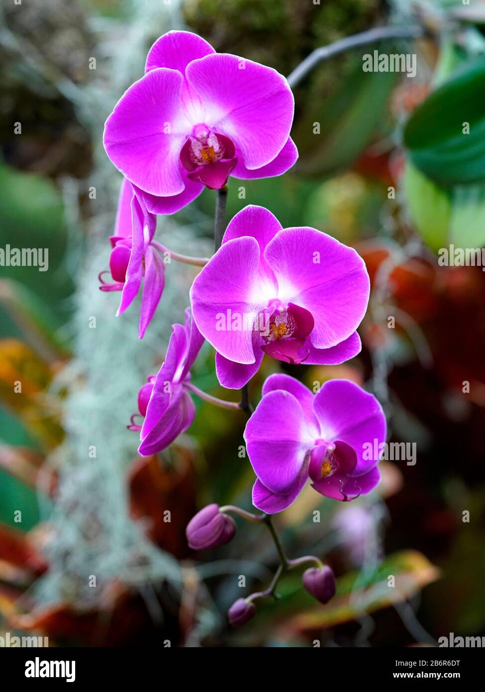 An Orchid is is seen in Phoenix, Arizona Stock Photo - Alamy