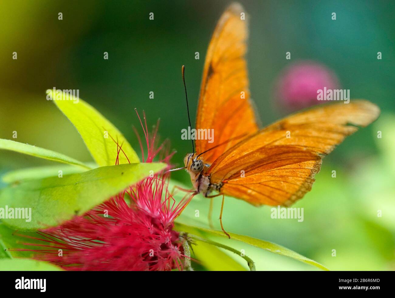 Julia Longwing Butterfly High Resolution Stock Photography and Images ...