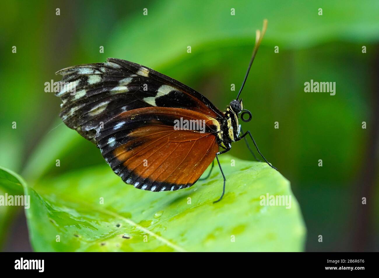 Spotted tiger glassywing hi-res stock photography and images - Alamy