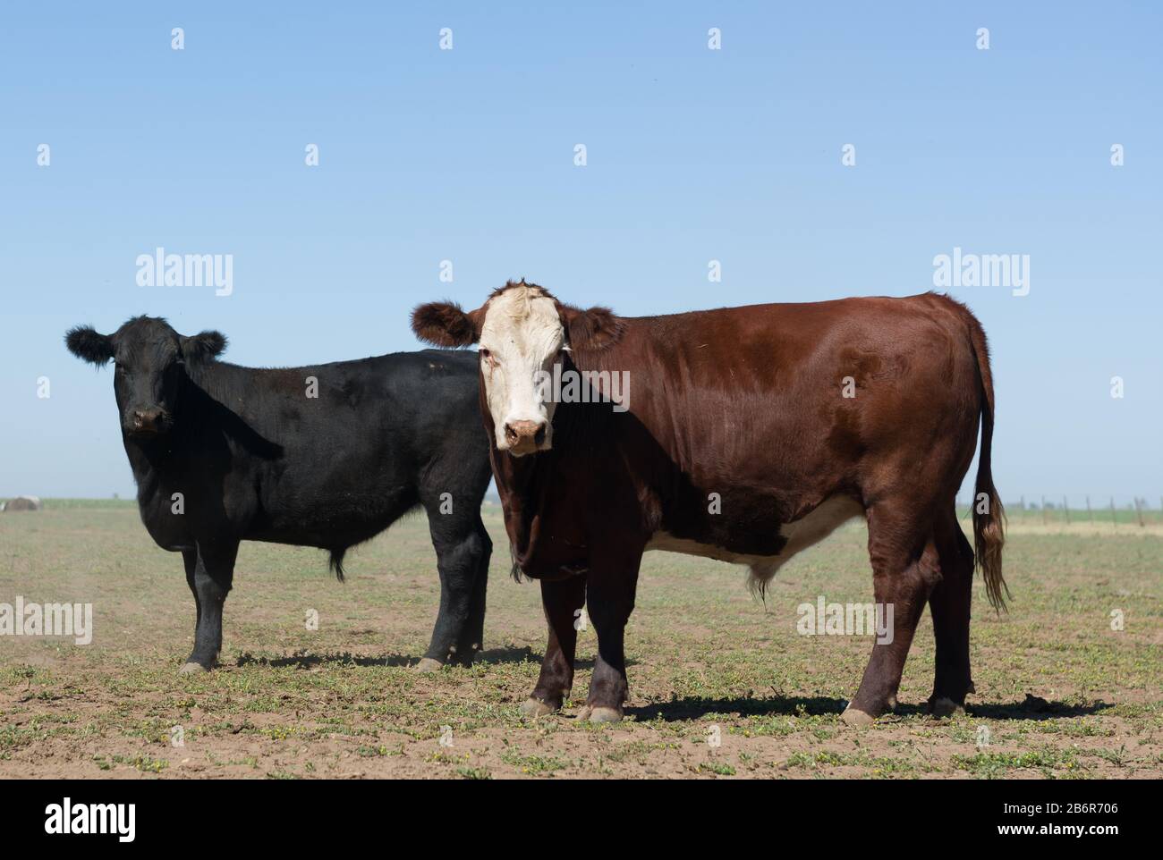 Steer meat hi-res stock photography and images - Alamy