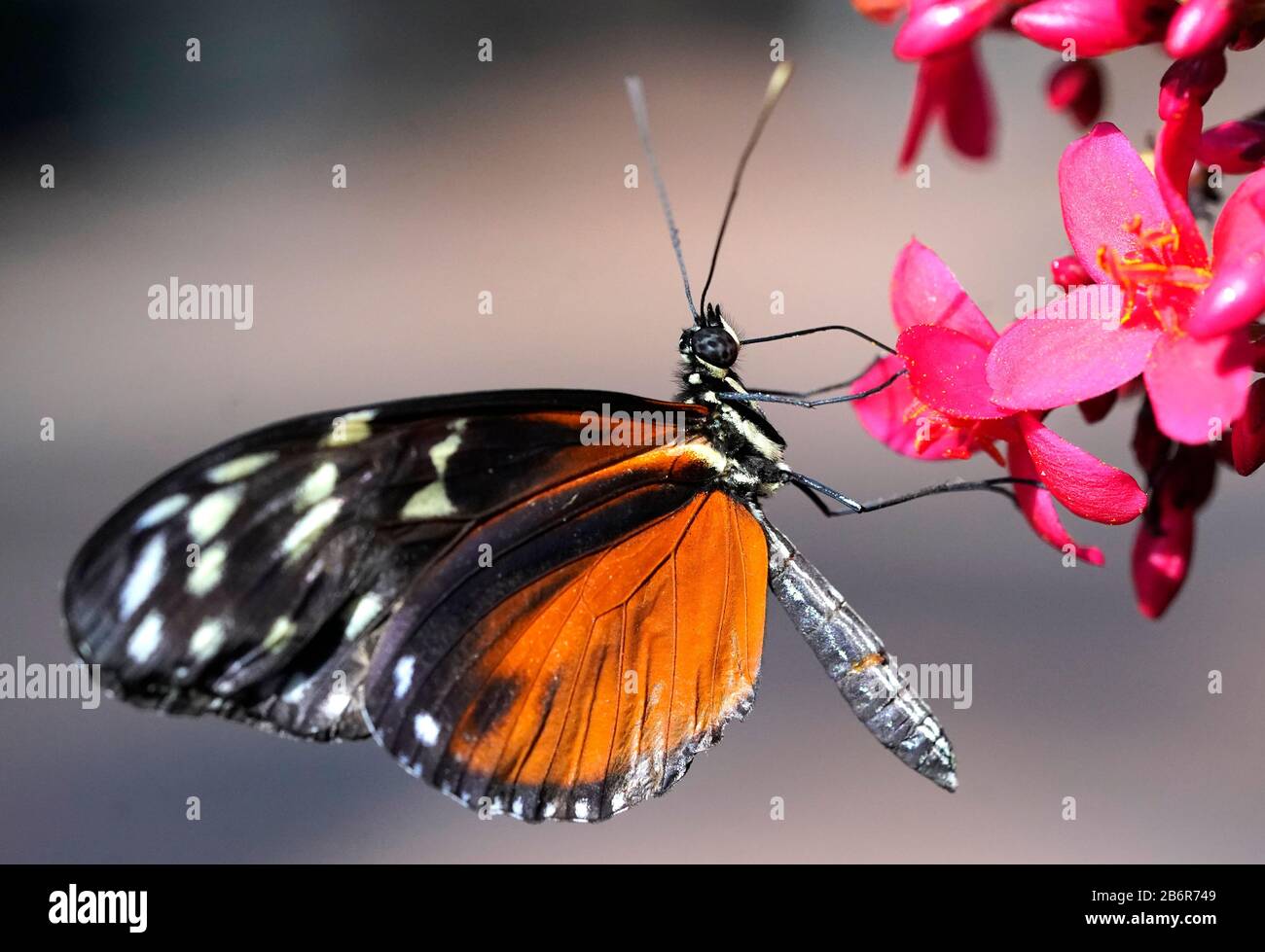 Spotted tiger glassywing hi-res stock photography and images - Alamy