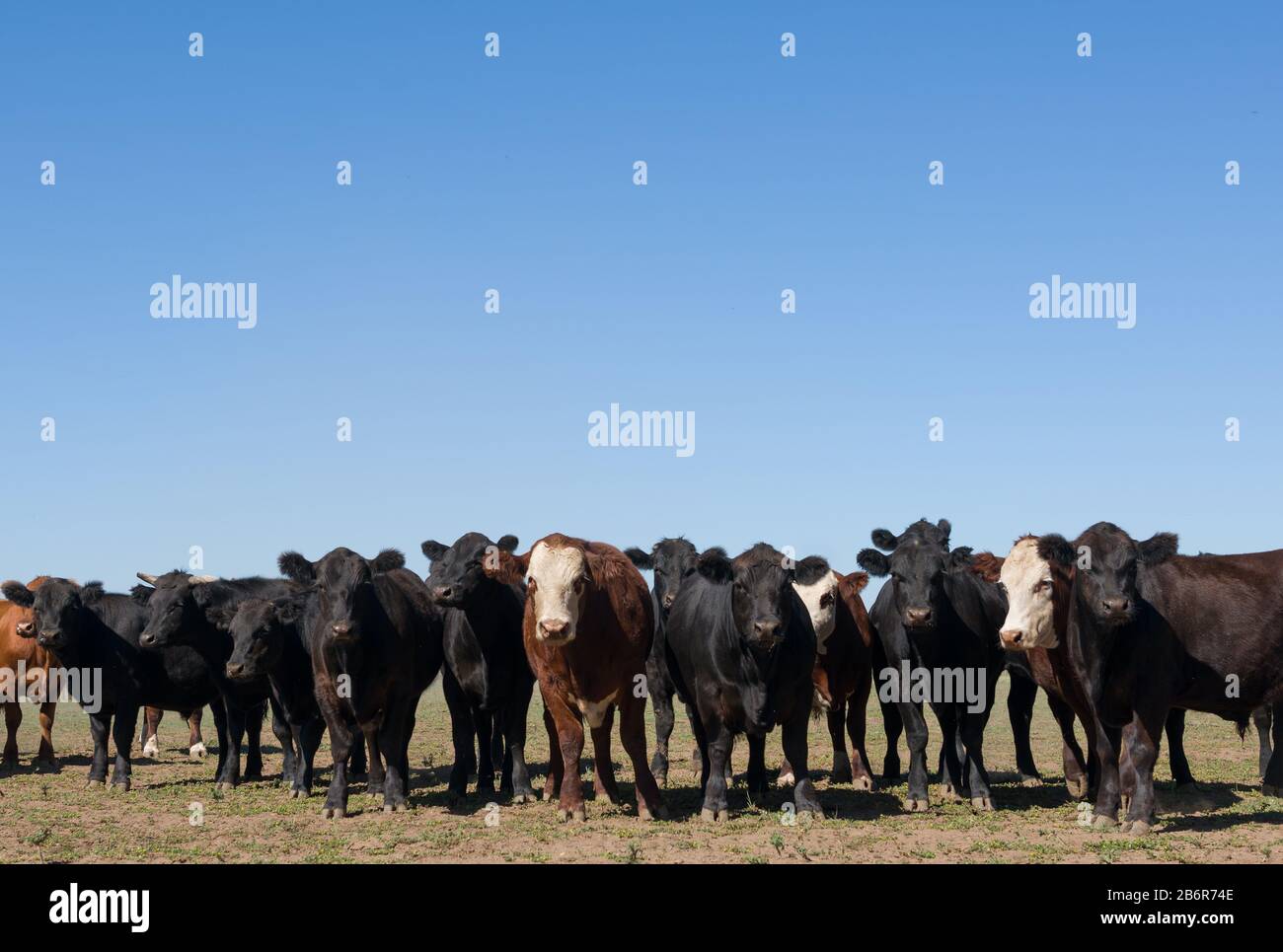 Group of young steers in the meadow Stock Photo - Alamy
