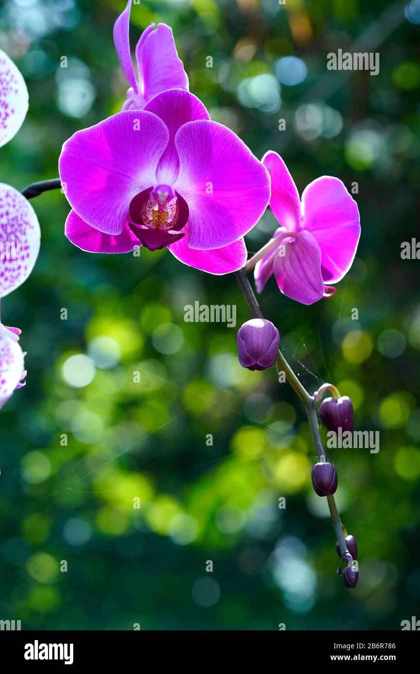 An Orchid is is seen in Phoenix, Arizona Stock Photo - Alamy