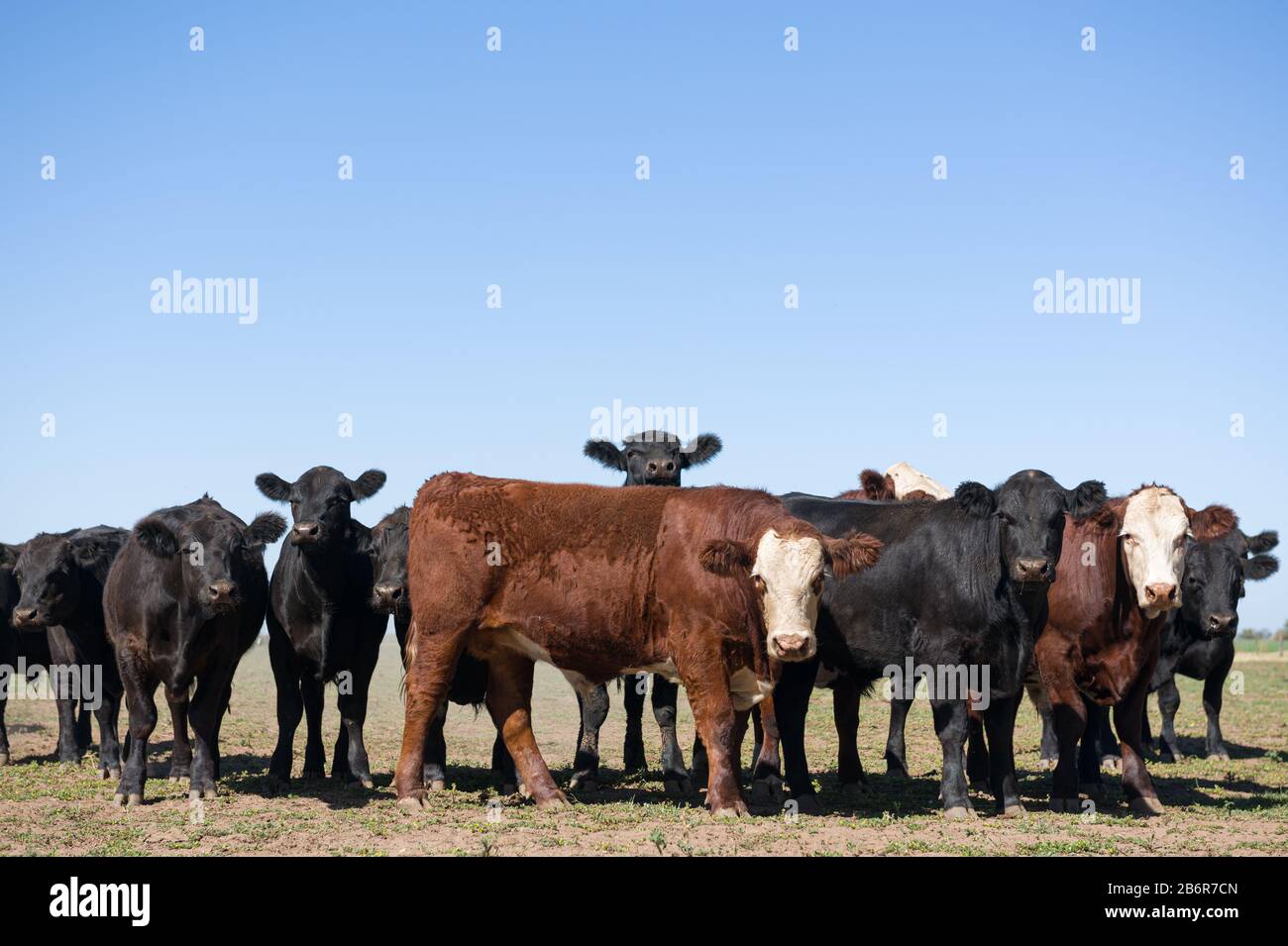 Young steers in field hi-res stock photography and images - Alamy