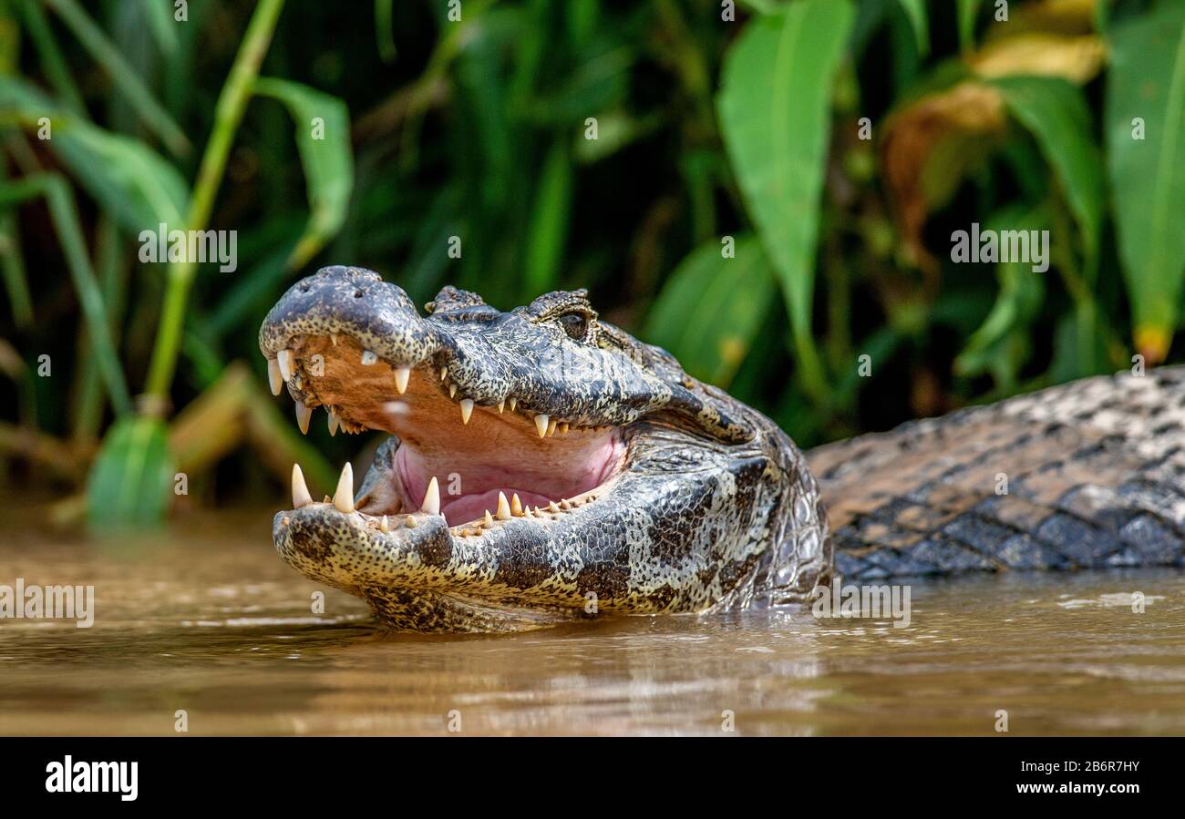 Jacarea hi-res stock photography and images - Alamy