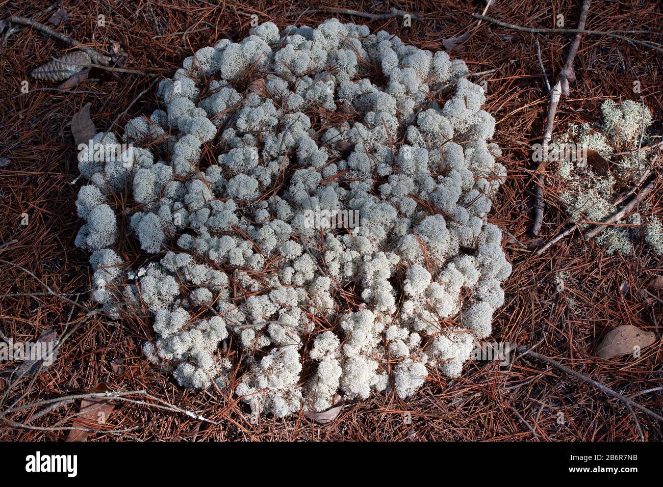 Fruticose lichens lichen hi-res stock photography and images - Alamy