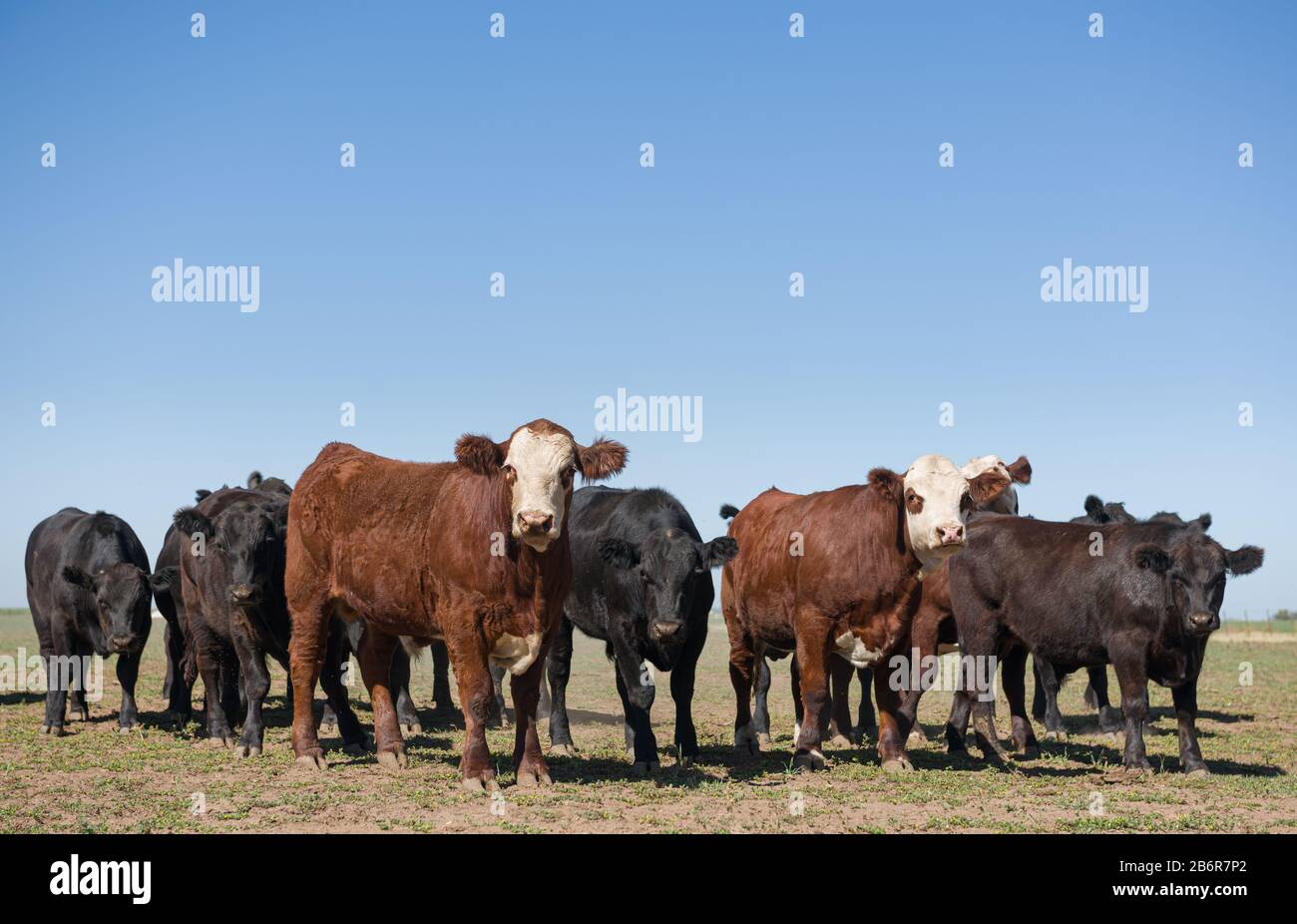 Cattle herd argentina hi-res stock photography and images - Alamy