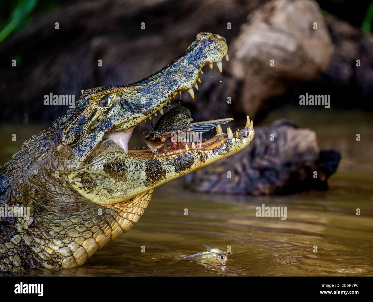 Cayman holds his head above the water and eats fish. Close-up. Brazil ...