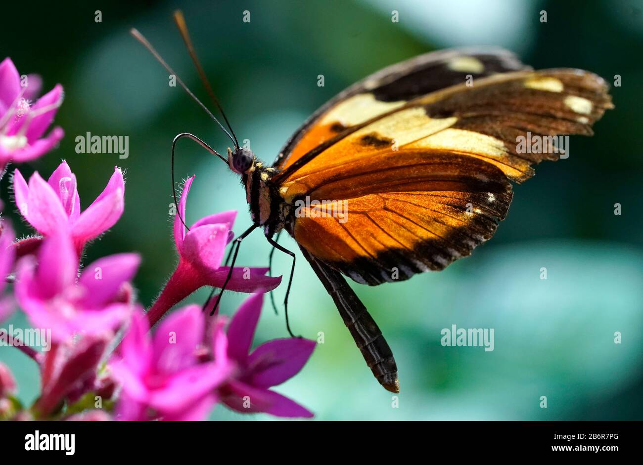 Phoenix the tiger hi-res stock photography and images - Alamy