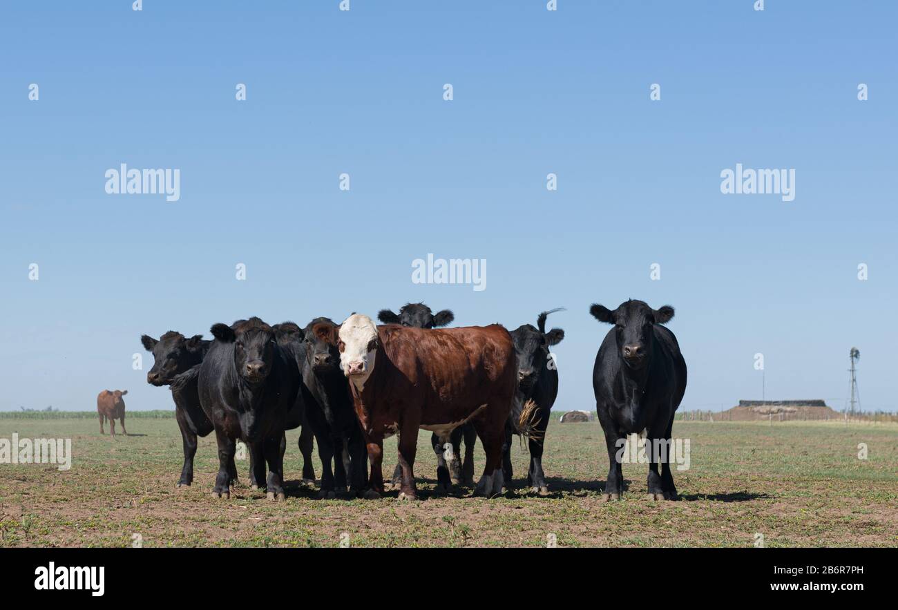 Steers steer hi-res stock photography and images - Alamy