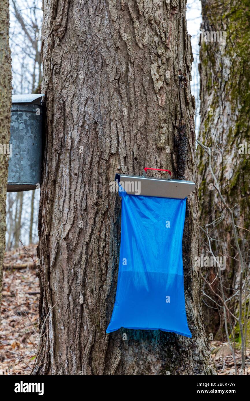 Sap like hi-res stock photography and images - Alamy