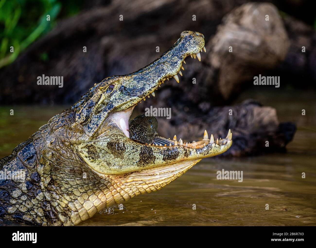 Cayman holds his head above the water and eats fish. Close-up. Brazil ...
