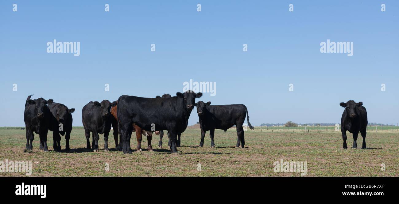Group of young steers in the meadow Stock Photo - Alamy