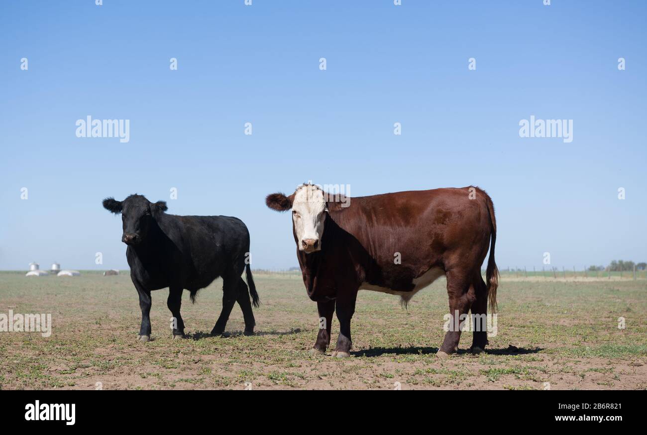 Group of young steers in the meadow Stock Photo - Alamy