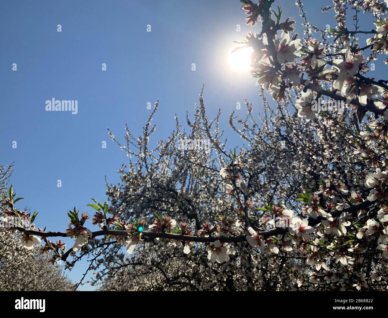 Almond orchards hi-res stock photography and images - Alamy
