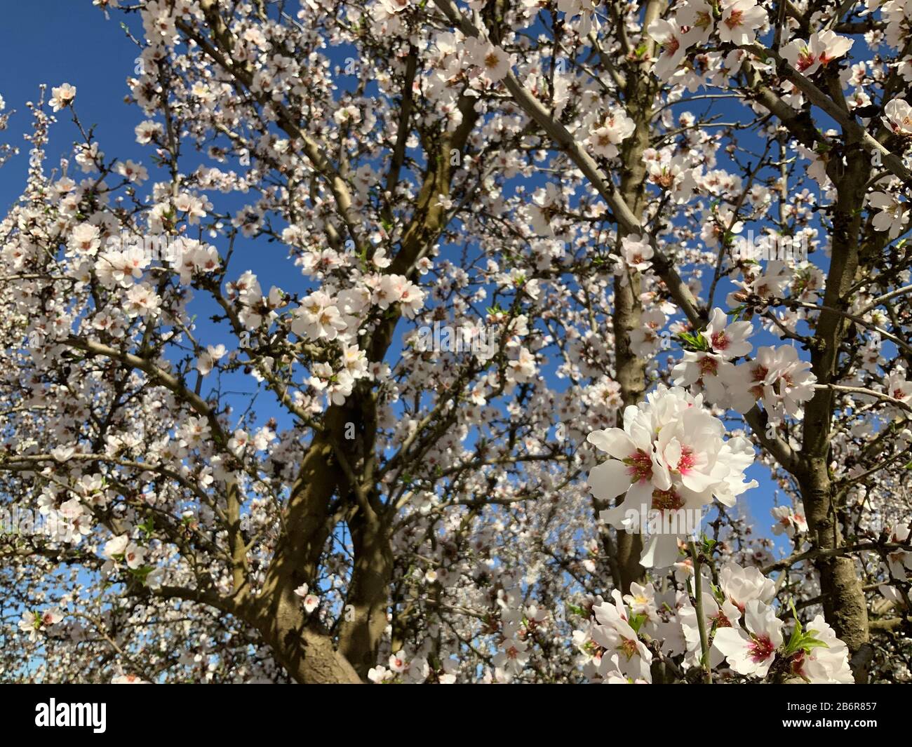 Almond orchards hi-res stock photography and images - Alamy