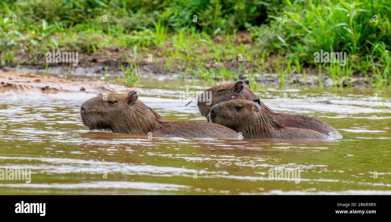 Three capybaras floating on the river. Brazil. Pantanal National Park ...