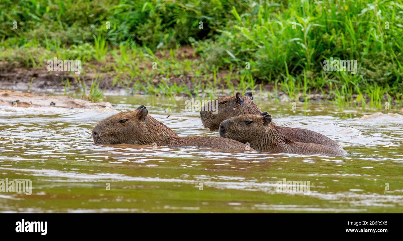 Three capybaras floating on the river. Brazil. Pantanal National Park ...