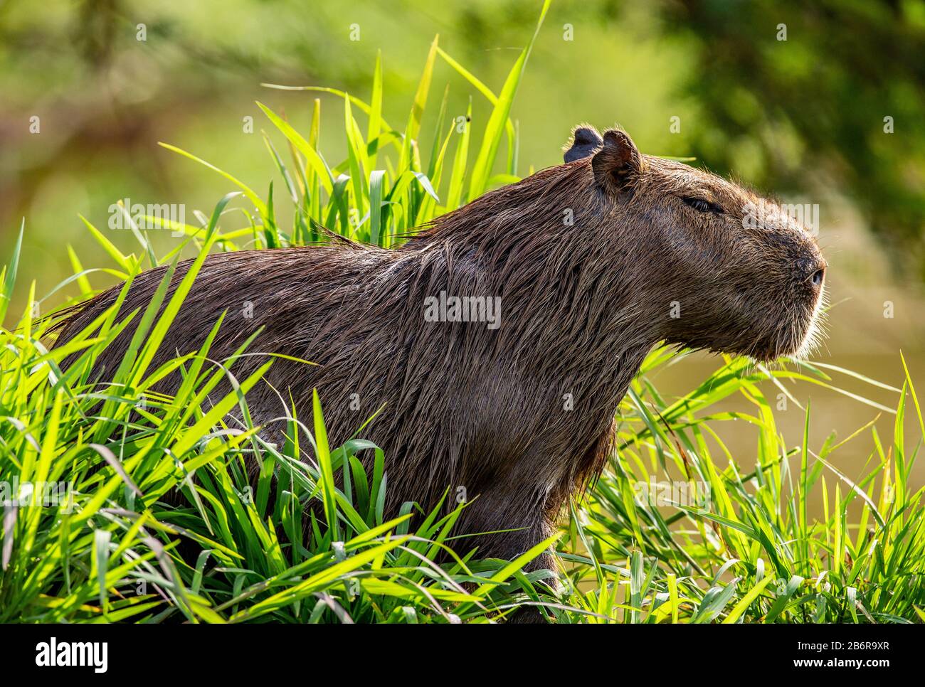 Portrait of a capybara. Close-up. Brazil. Pantanal National Park. South ...