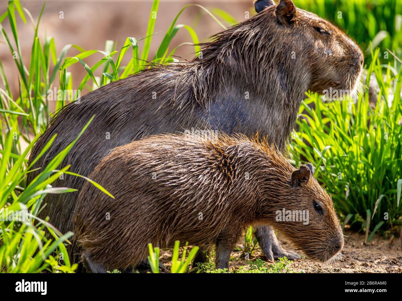Capybara Mom and baby near a river. Brazil. Pantanal National Park ...