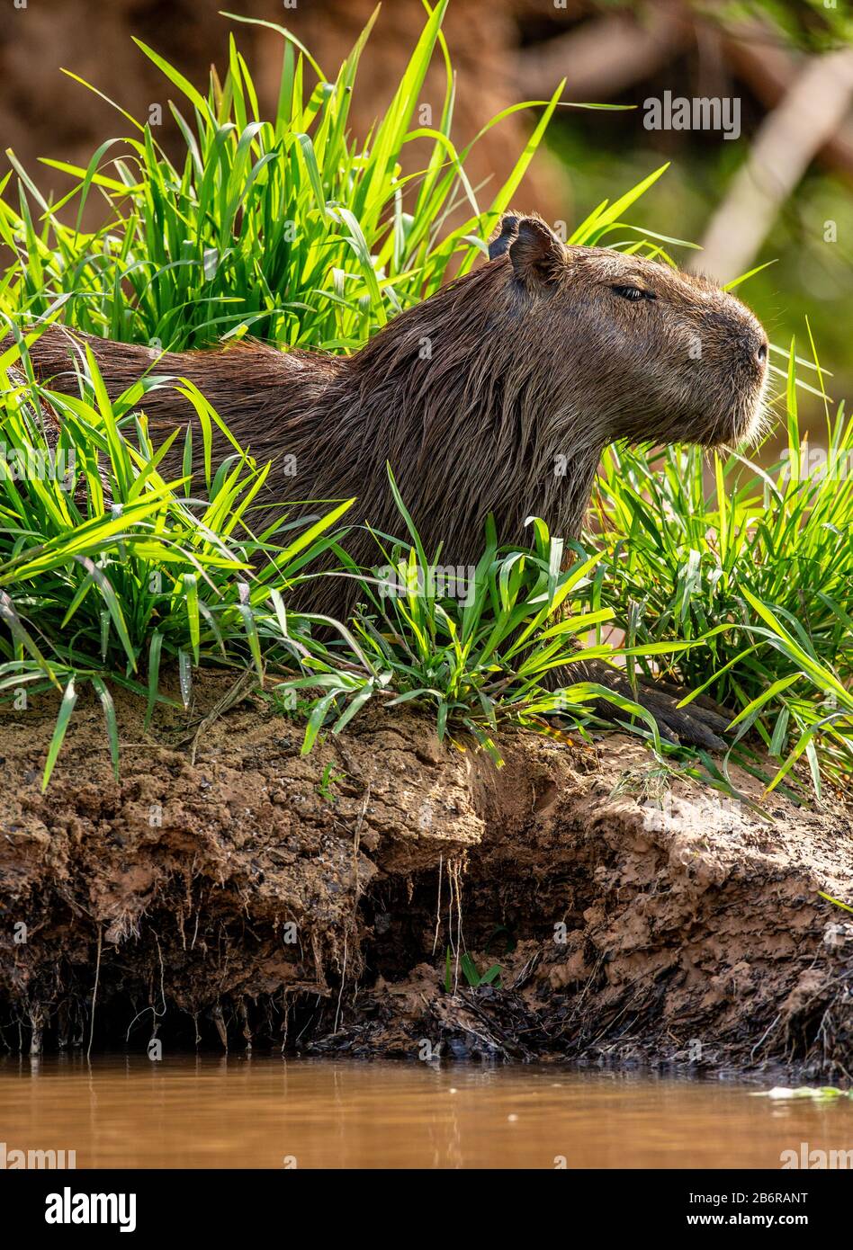Pantanal capybara brazil hi-res stock photography and images - Alamy