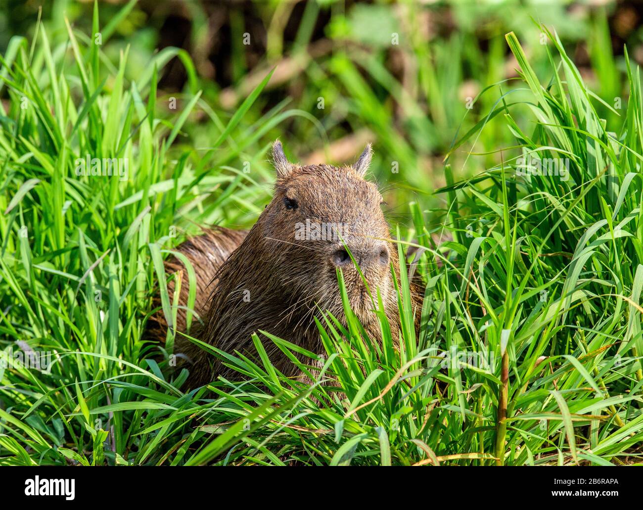 Capybara hi-res stock photography and images - Alamy