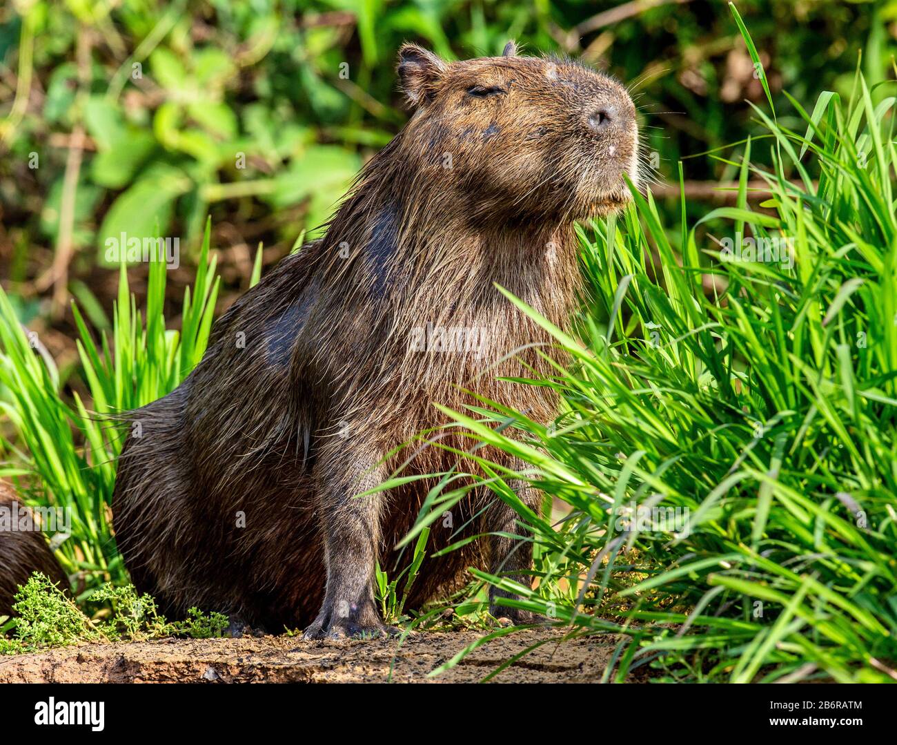Capybara in wild hi-res stock photography and images - Alamy