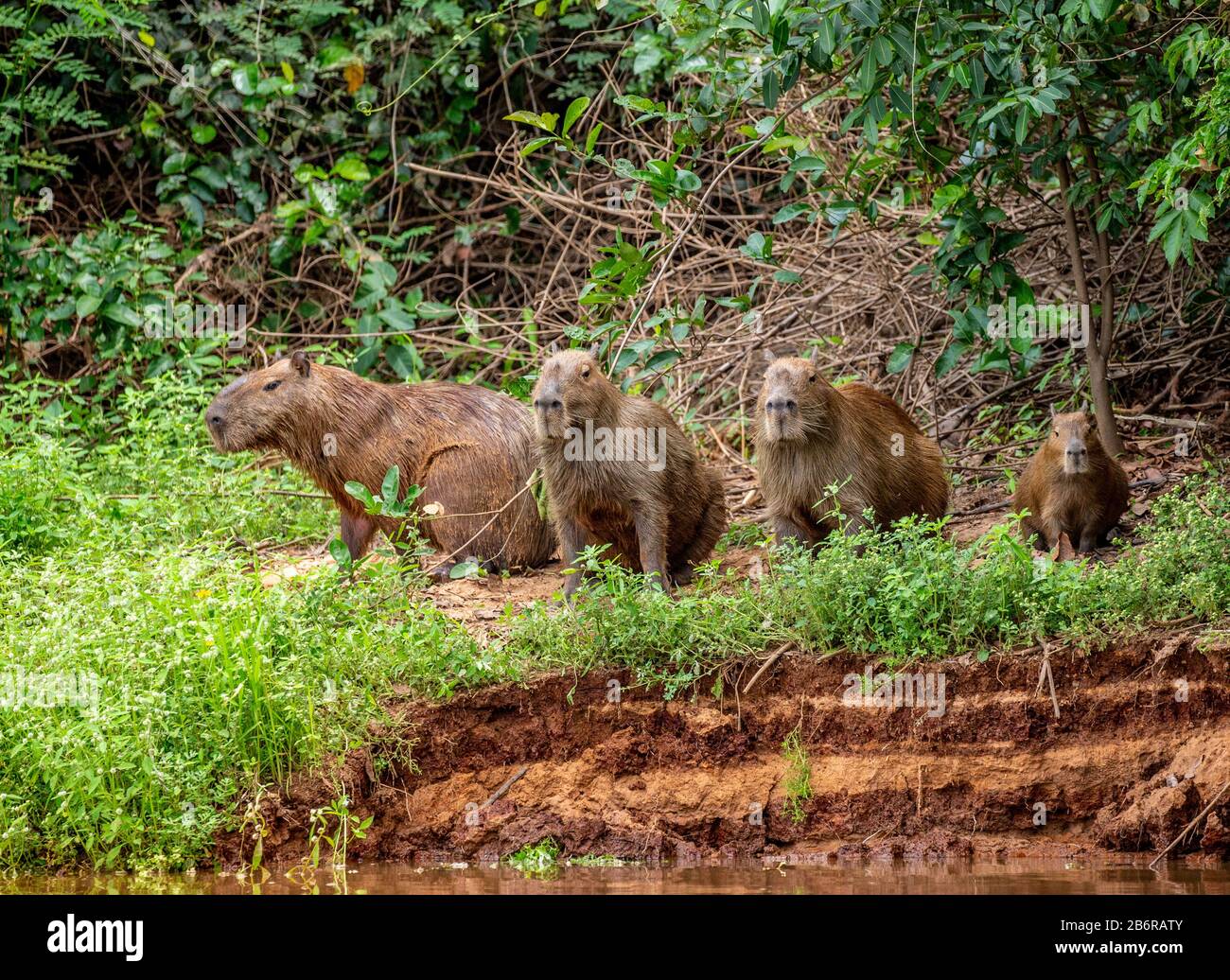 Capybara family in the grass by the river. Brazil. Pantanal National ...
