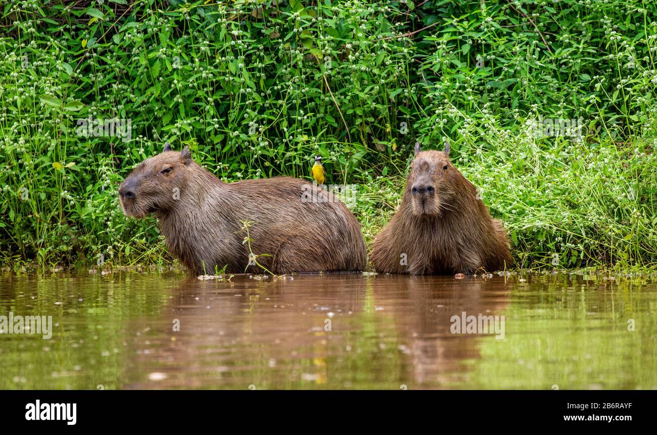 Two capybaras hi-res stock photography and images - Alamy
